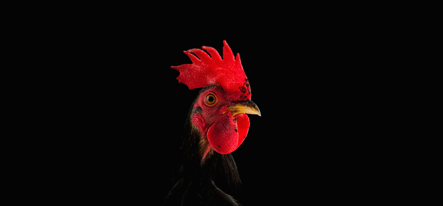 Come fare il Portrait a un Pollo | Do’s and Don’ts di Richard Bailey ...