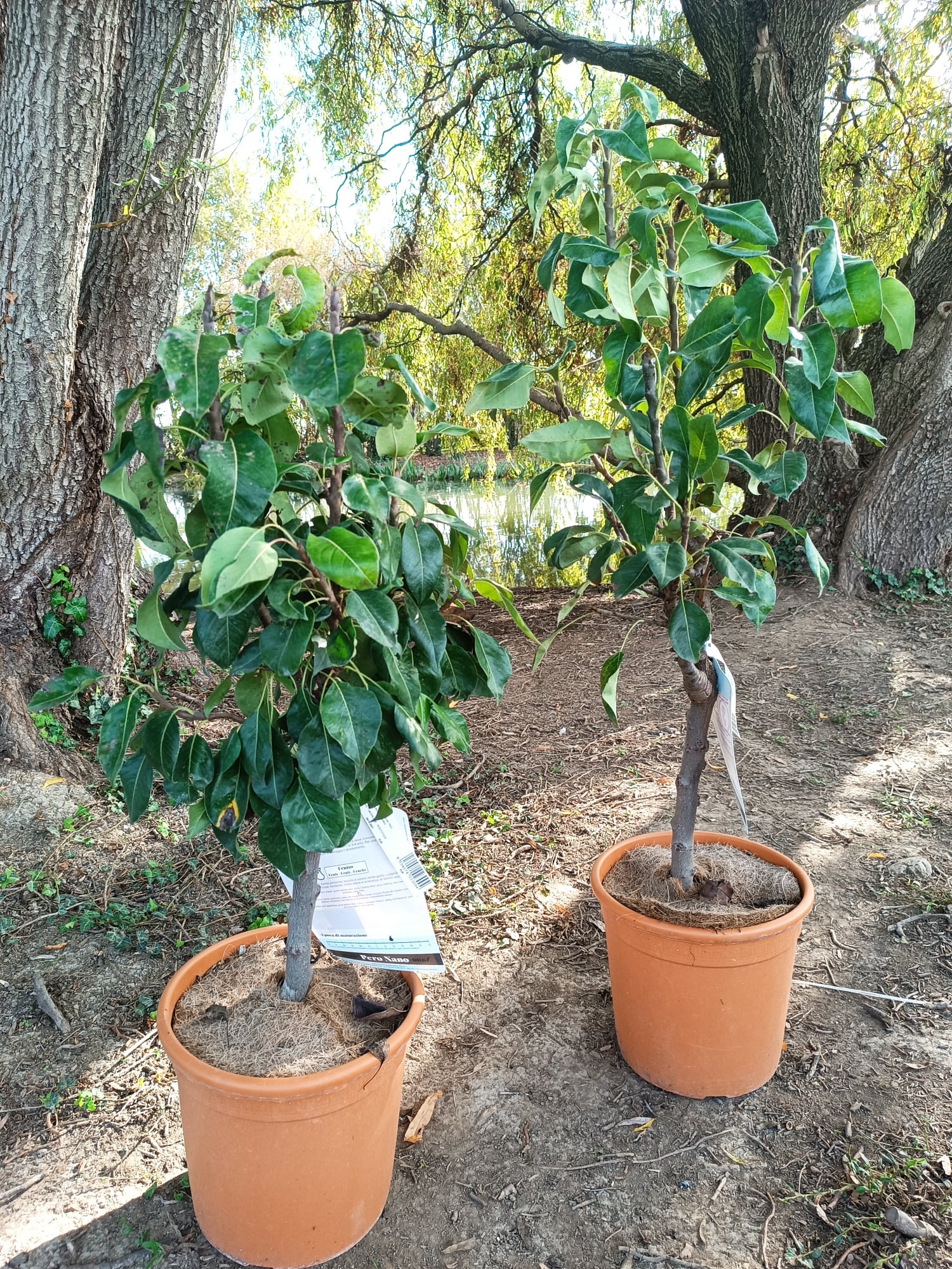 Pero in vaso, come coltivarlo | vivaio Papavero Rosso - Sandra ...