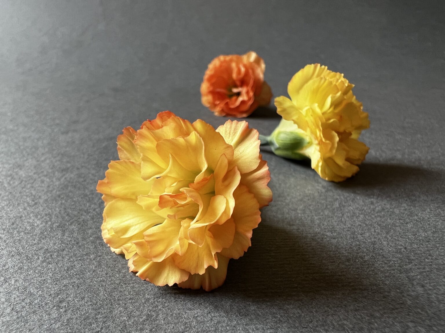 Garofani (Dianthus) come coltivarli in vaso.